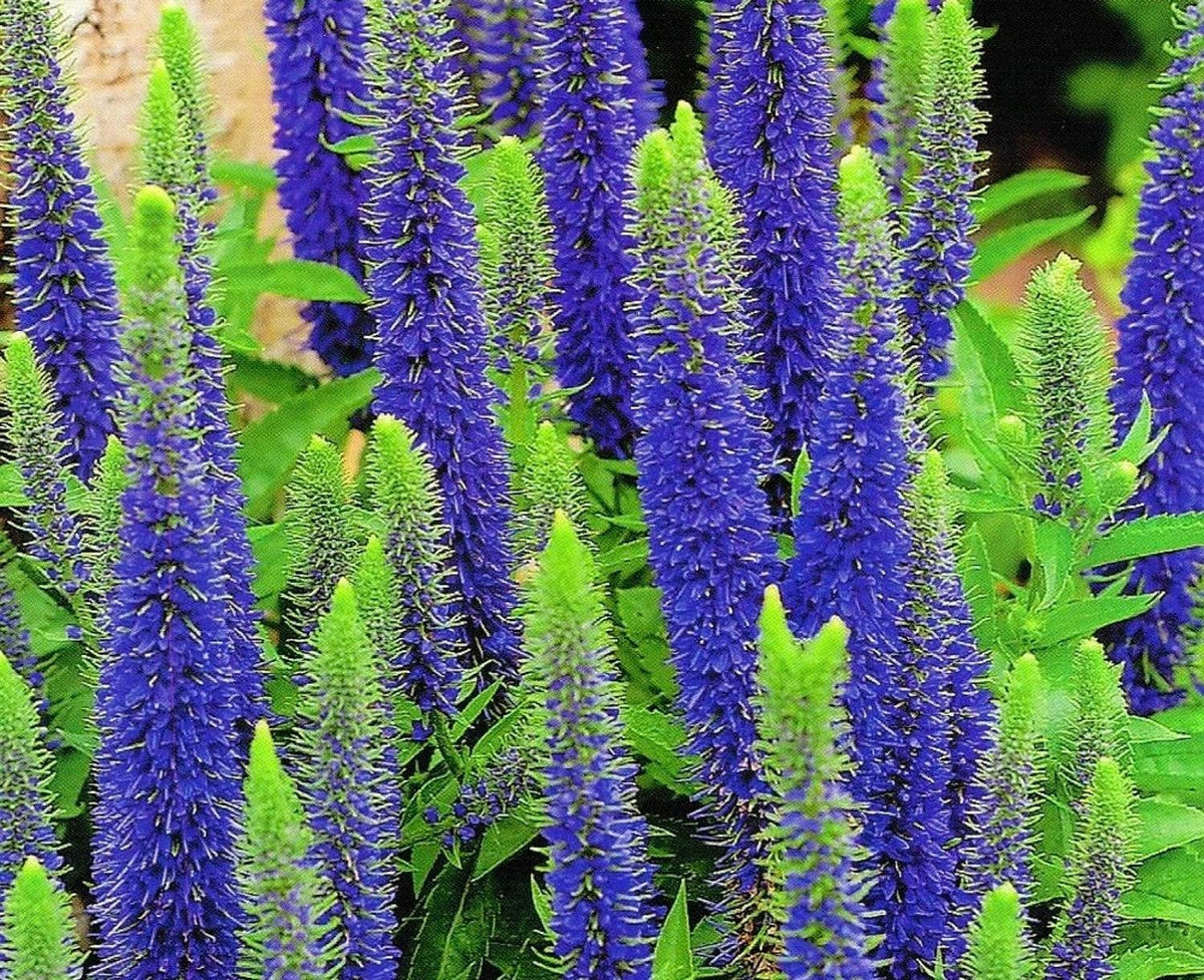 Spike Speedwell Intense Blue Flowers Seeds 100+ Seeds Organic Seeds Ve ...