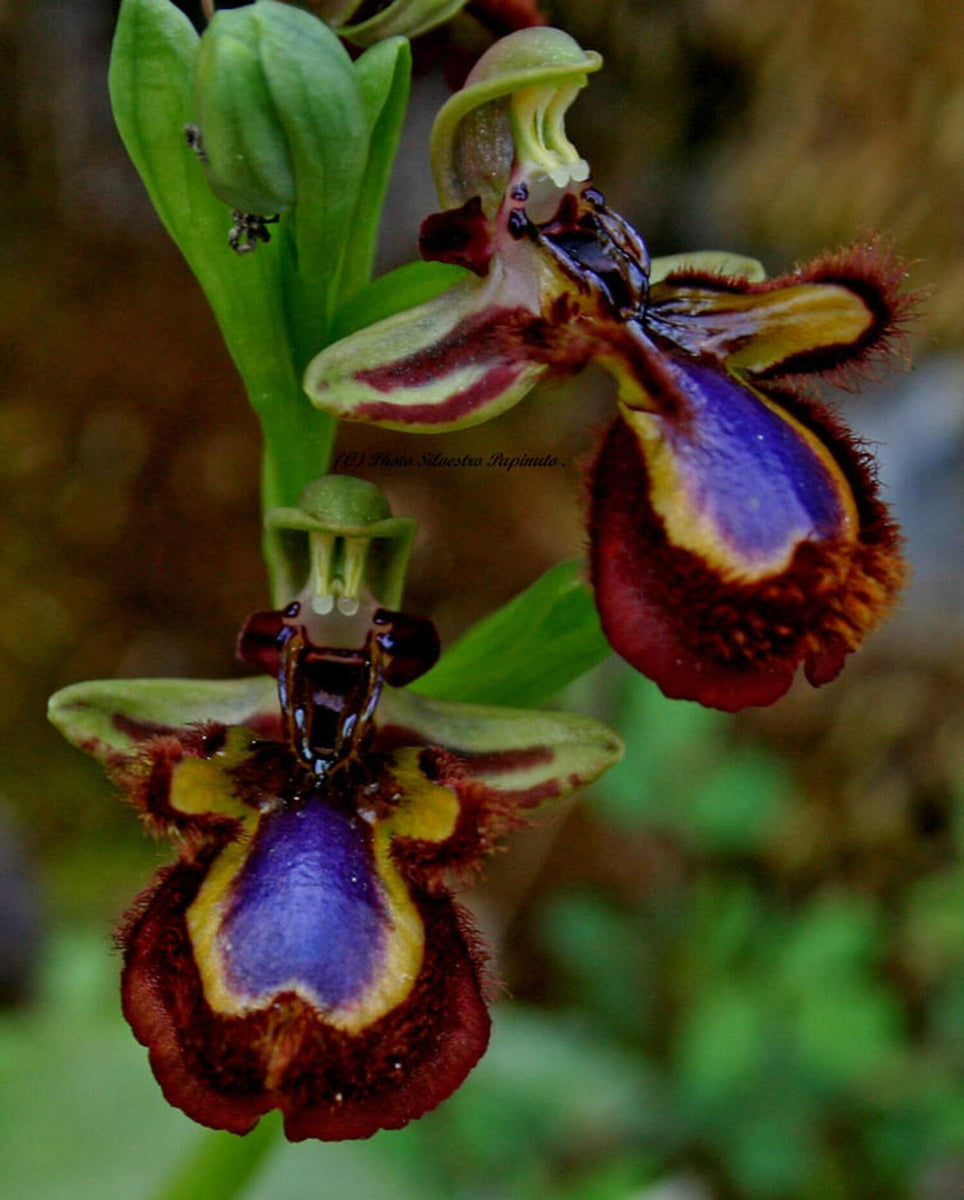 World Most Rare And Unusual Orchids Ophrys Speculum Bee Mimicking Terr ...