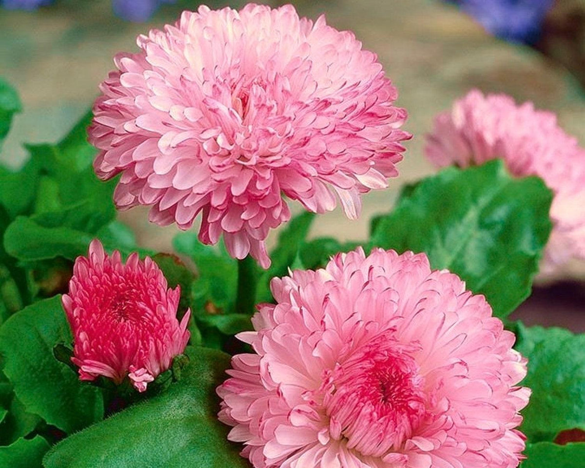 Daisy Large Flowered Maria Flowers Seeds 100+ Seeds Organic Seeds Bell ...