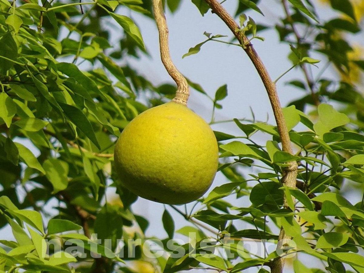 Aegle Marmelos Bael 100+ Seeds Natural Home Grown Golden Apple Bengal ...