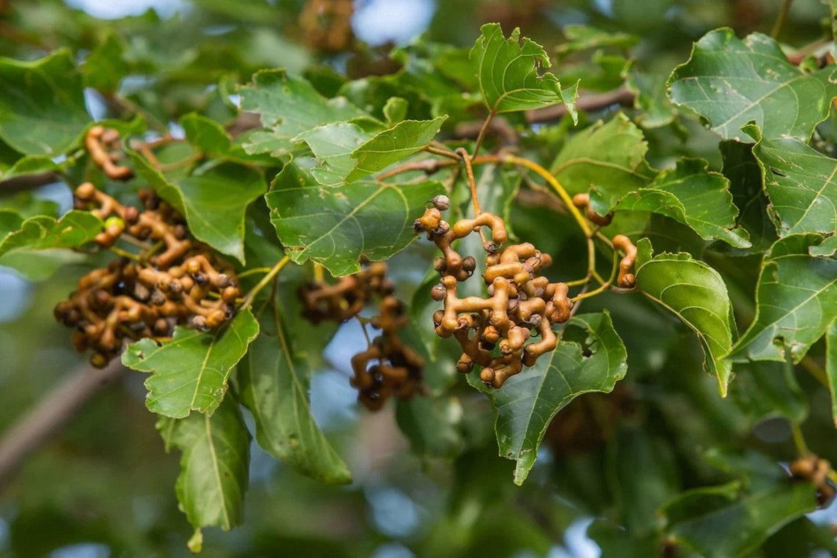 Hovenia Dulcis Japanese Raisin Tree Raisins Tree 35+ Seeds - Perfect f ...