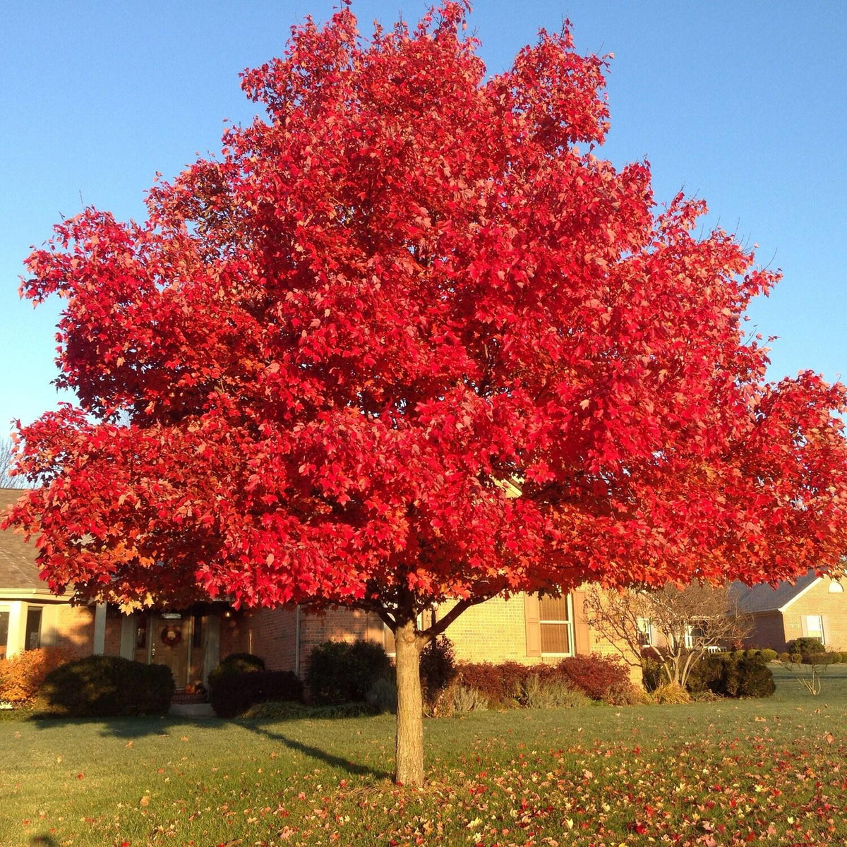 50+ Seeds Red Maple Tree Seeds (southern Variety) - Perfect for Planti ...