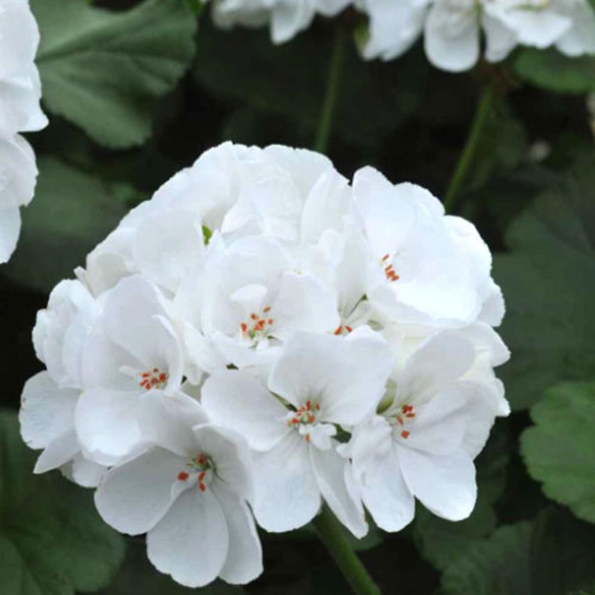 Geranium White 35+ Seeds Fresh Garden Flower Seeds From - Perfect for ...
