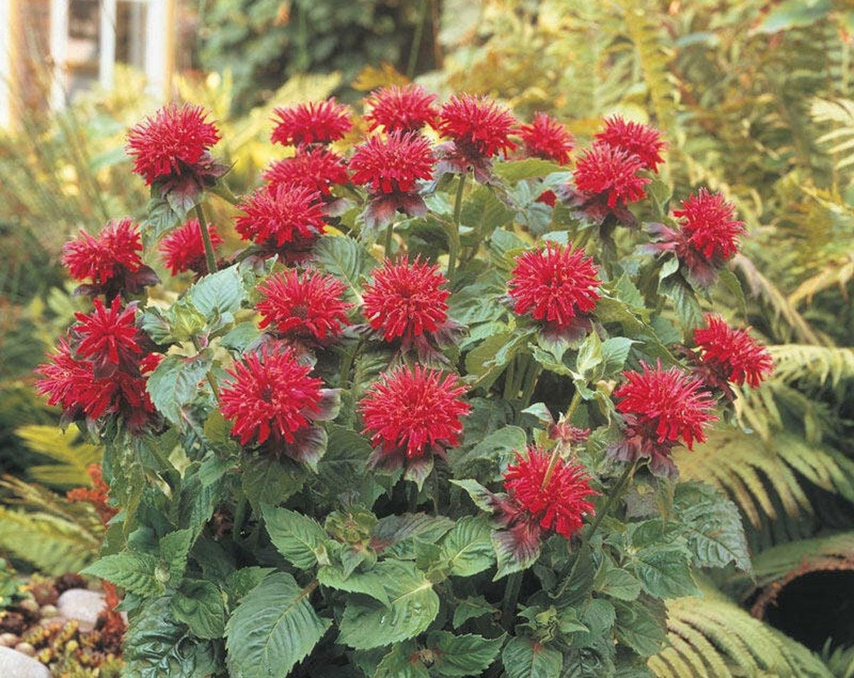 100+ Seeds Red Bee Balm Seeds, Red Bee Balm Flower, Monarda Flower, Hu ...