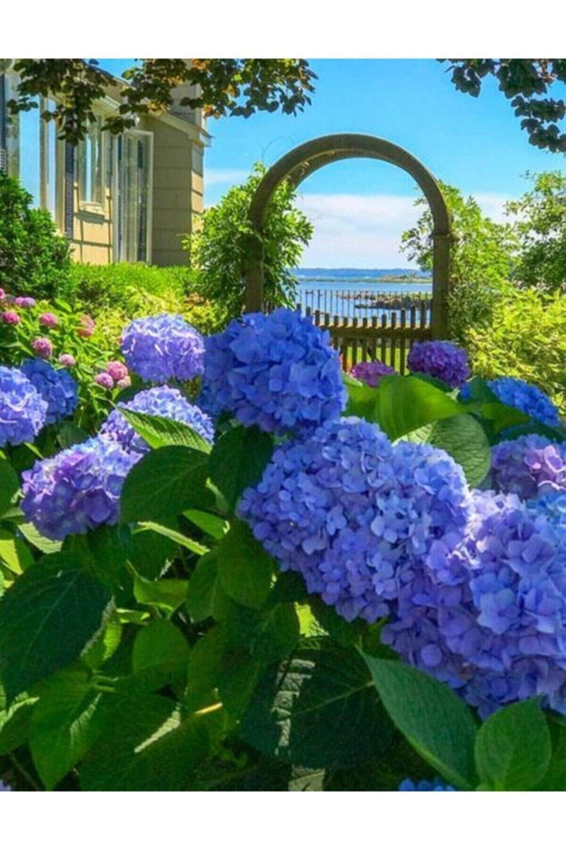 Hydrangea Seeds Blue 35+ Seeds Per Pack - Perfect for Planting and Gif ...
