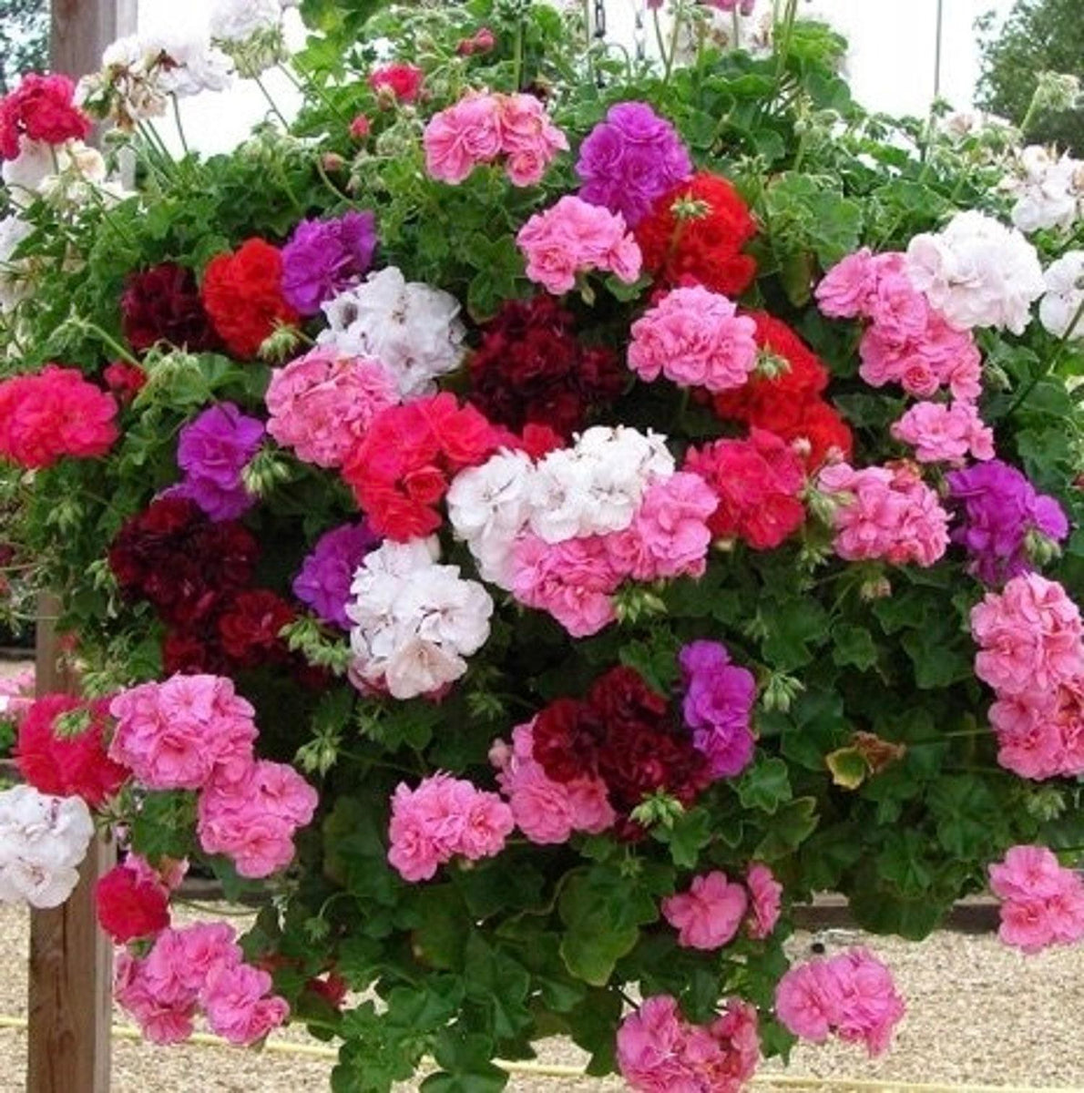 Geranium Cascade Speedy Mix Ivy Leaved Pelargonium Flowers Blend 35+ S ...