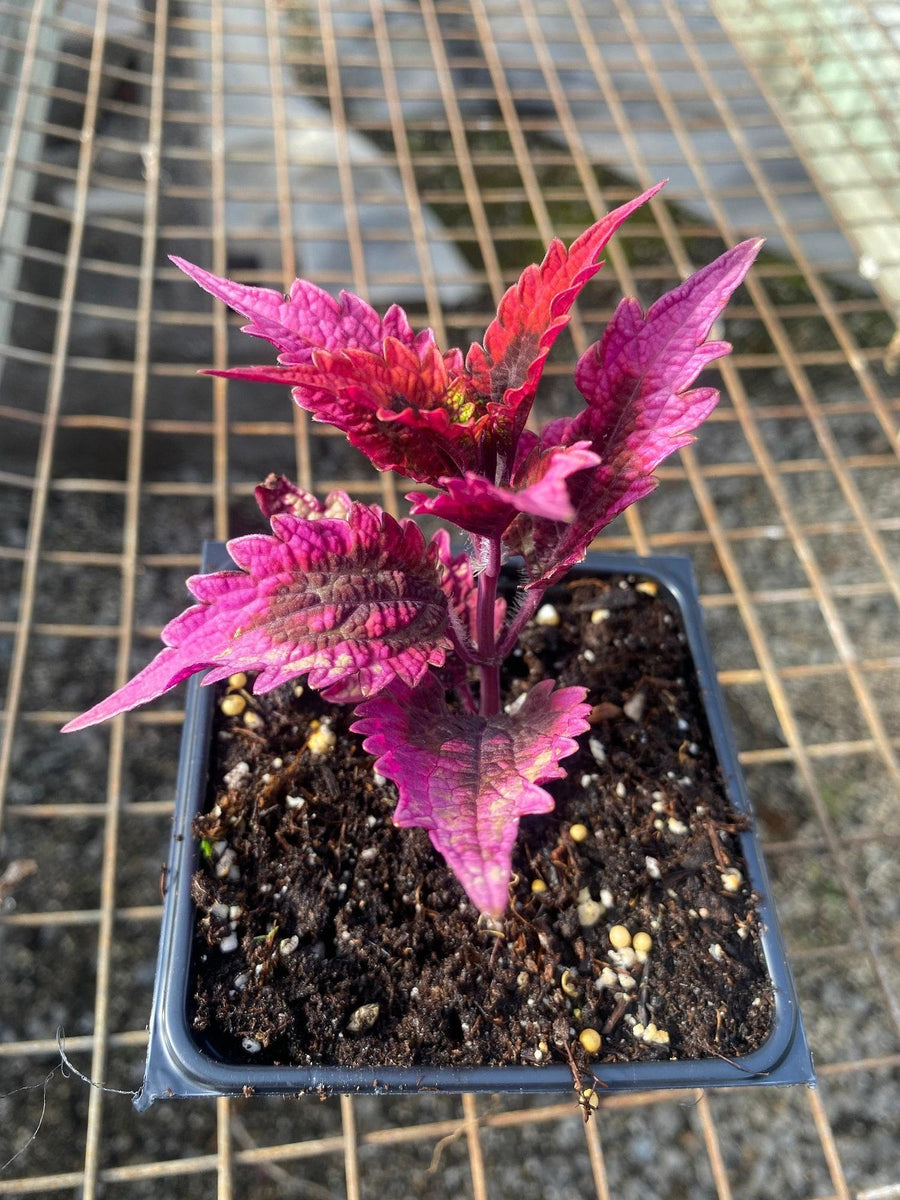 Under The Sea King Crab Coleus Seeds Plant 35+ Seeds - Perfect for Pla ...