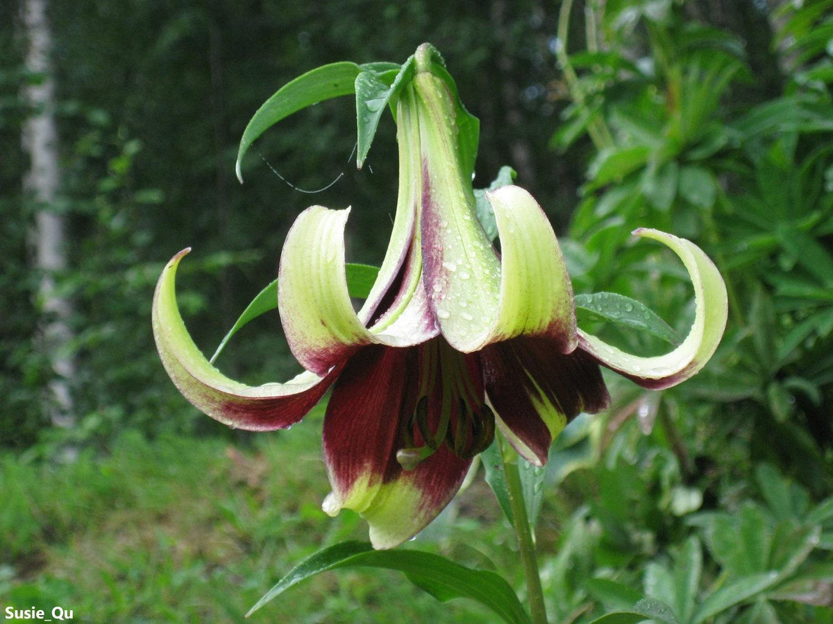 Lilium Nepalense Lily Of Nepal Fragrant Flower 35+ Seeds - Perfect for ...