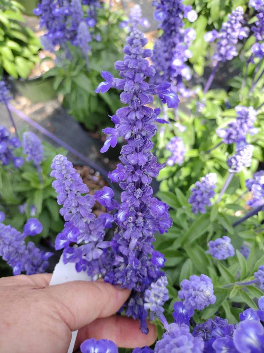 Sally Fun Blue, Seeds Plant 35+ Seeds Nursery Size Huge Butterfly Bee ...