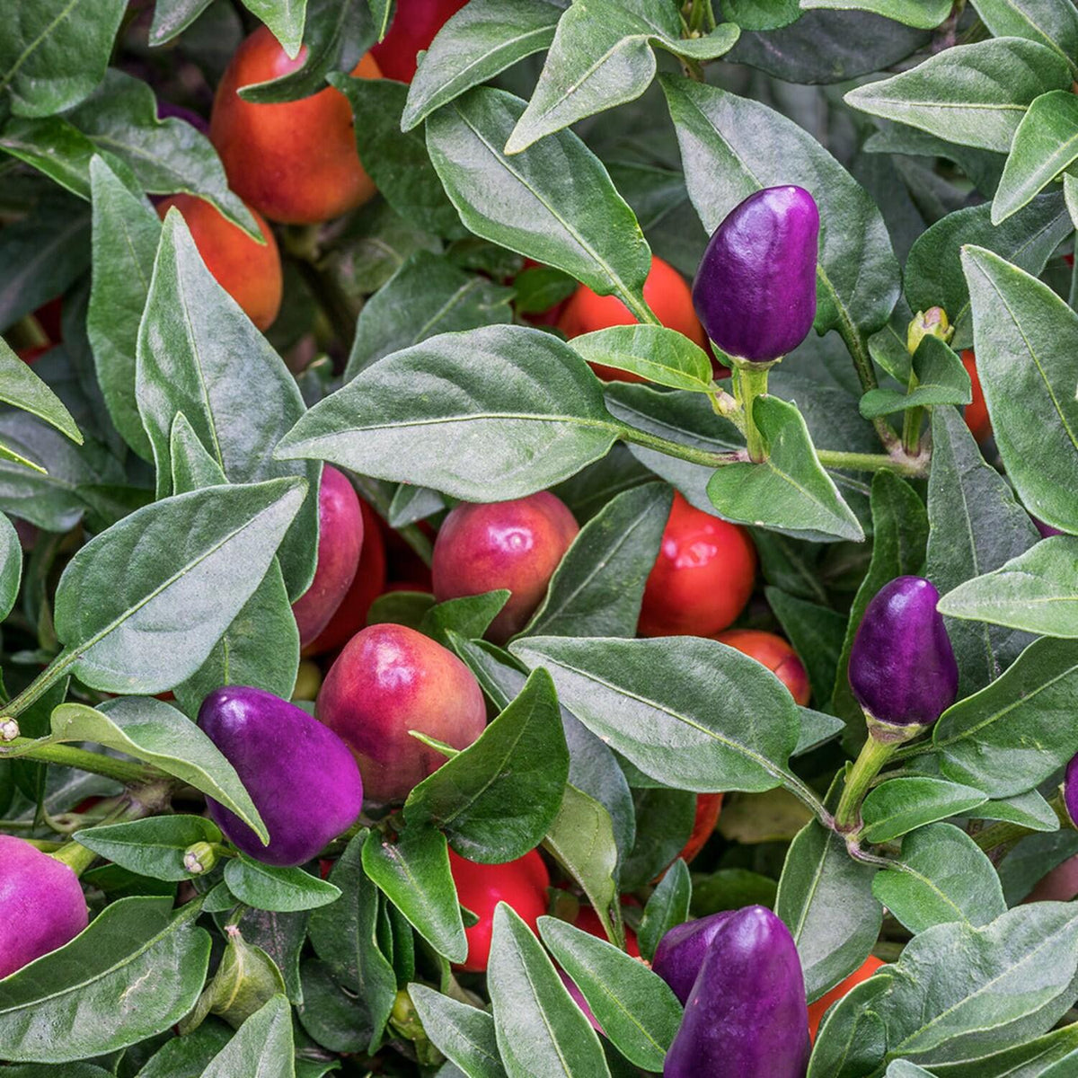 50+ Seeds Loco Pepper Seeds - Perfect for Planting and Gifting – Seeds ...