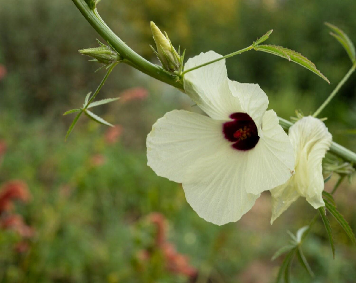 Kenaf (hibiscus Cannabinus) Seeds ( 50+ Seeds ) , , Open Pollinated Se ...