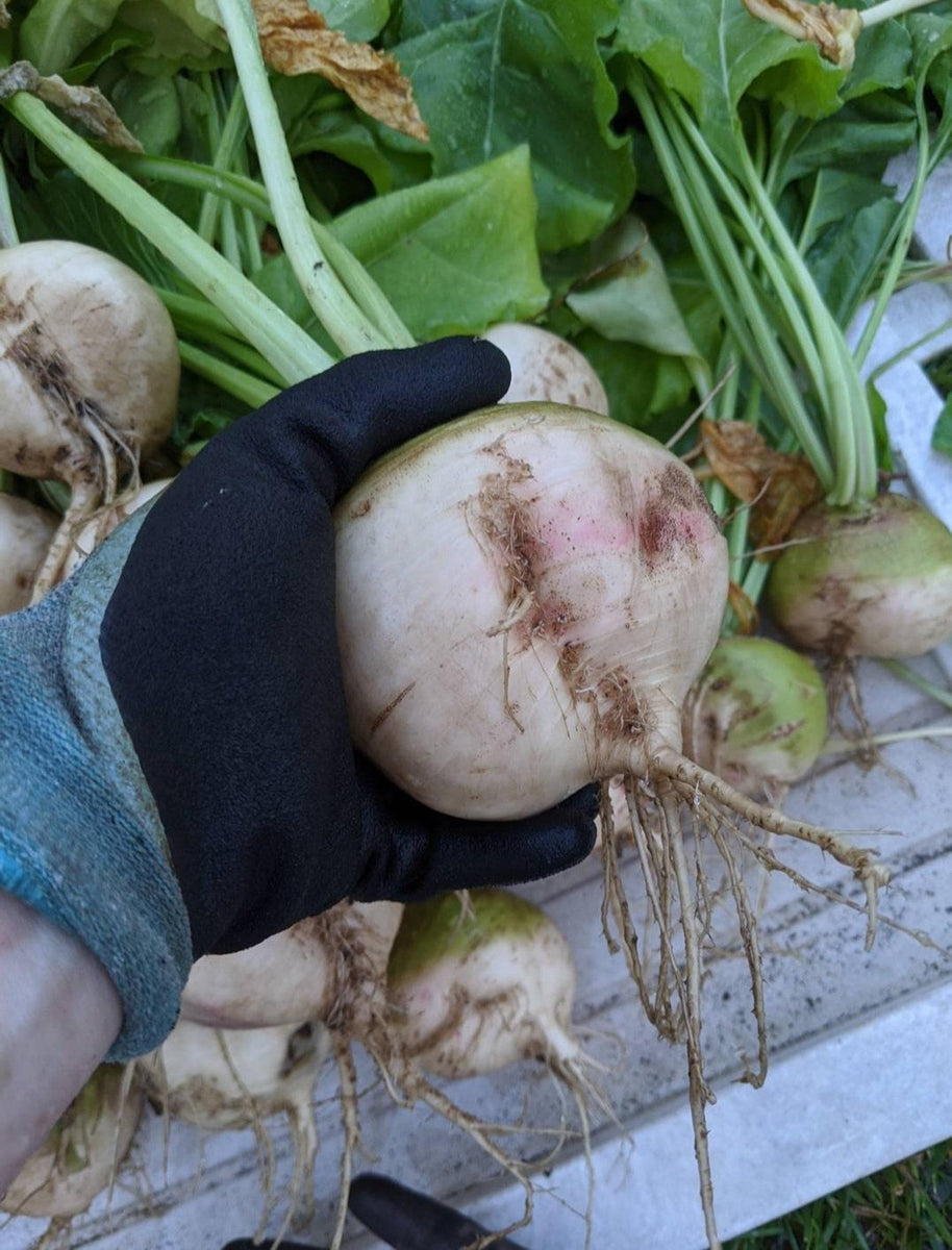 100+ Seeds For Planting Gardening Sugar Albino Beet Sweet Like Sugar T ...