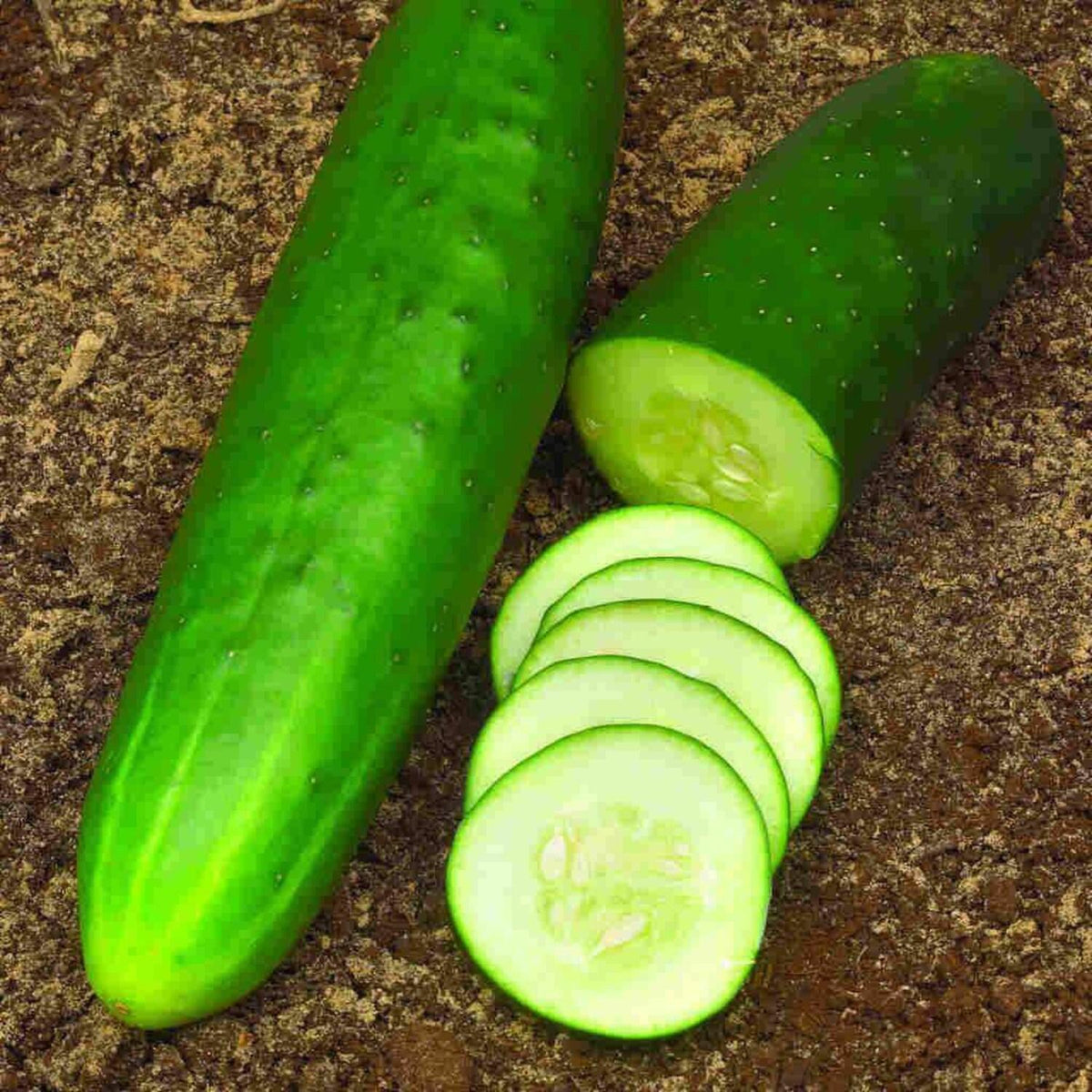 100+ Seeds Organic Straight Cucumber Seeds Survival S And Harvested In ...