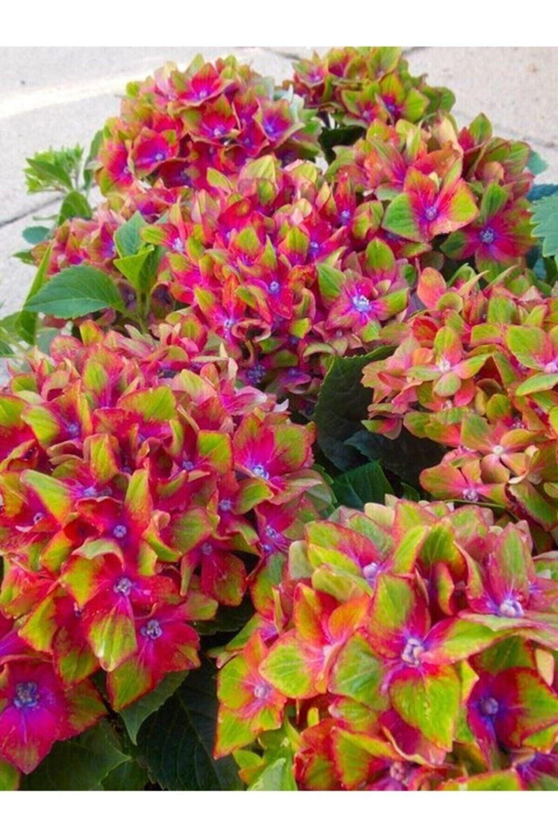 Hydrangea Seeds Red Green 35+ Seeds Per Pack - Perfect for Planting an ...