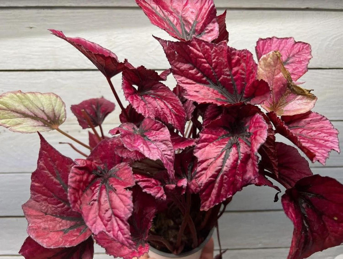 Shadow King Pink Rex Begonia Houseplants Seeds Plant In Indoor Small S ...