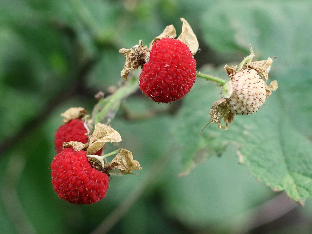 100+ Seeds Thimbleberry Seeds (rubus Parviflorus) Flowering Raspberry ...