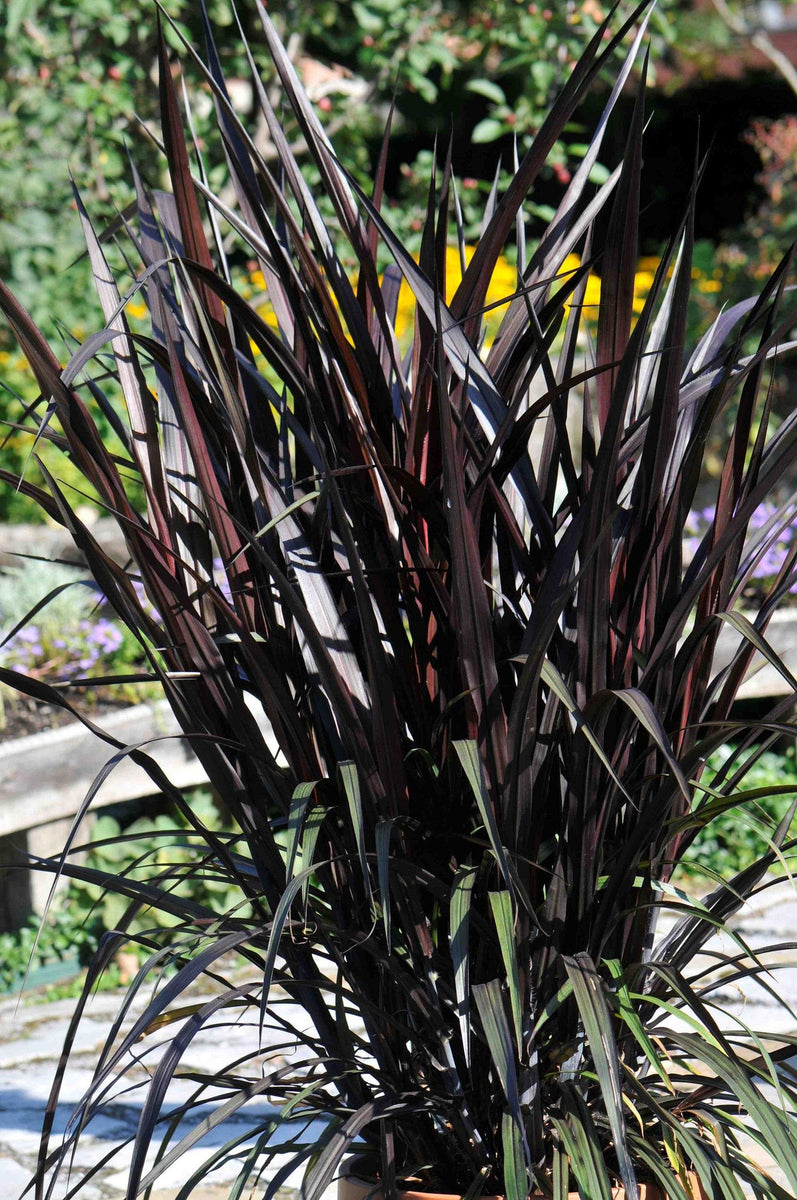 Black Princess Grass Caroline Pennisetum Ornamental 35+ Seeds Plant Cl ...
