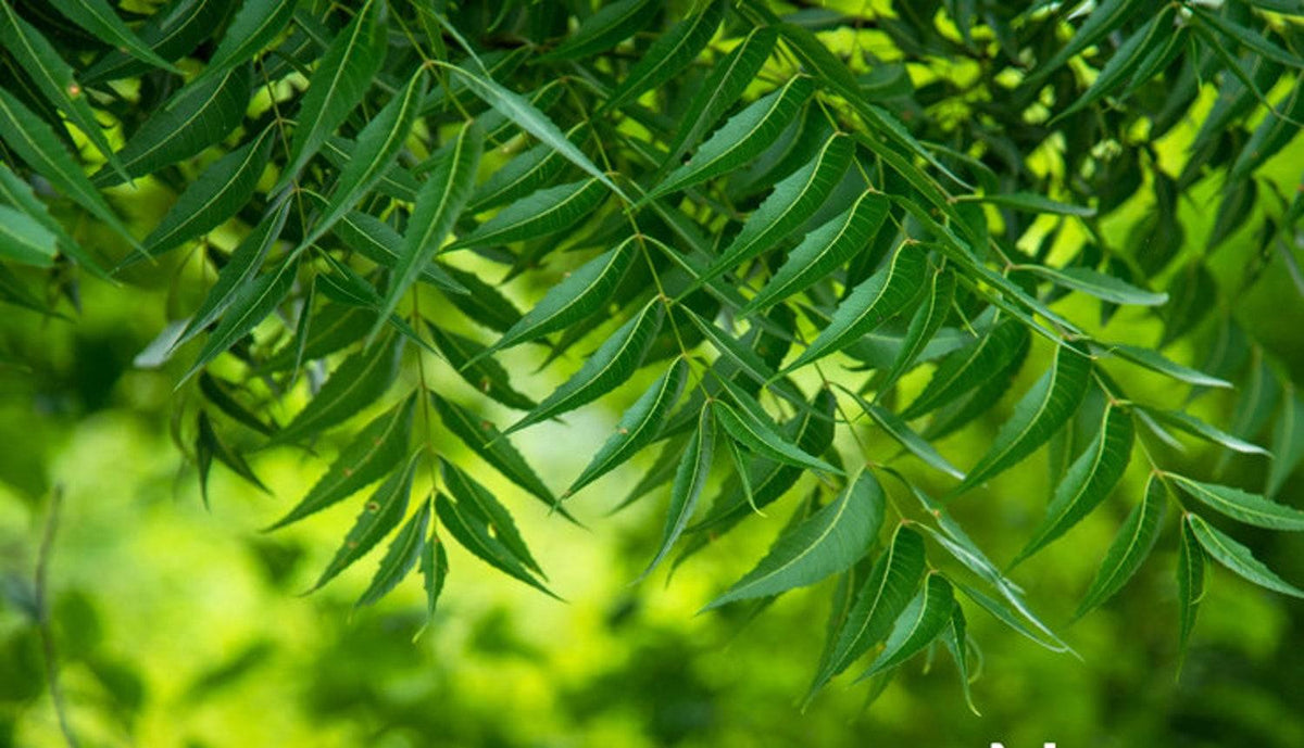 50+ Seeds Organic Neem Leaf (azadirachta Indica) For Herbs, Ayurveda H ...