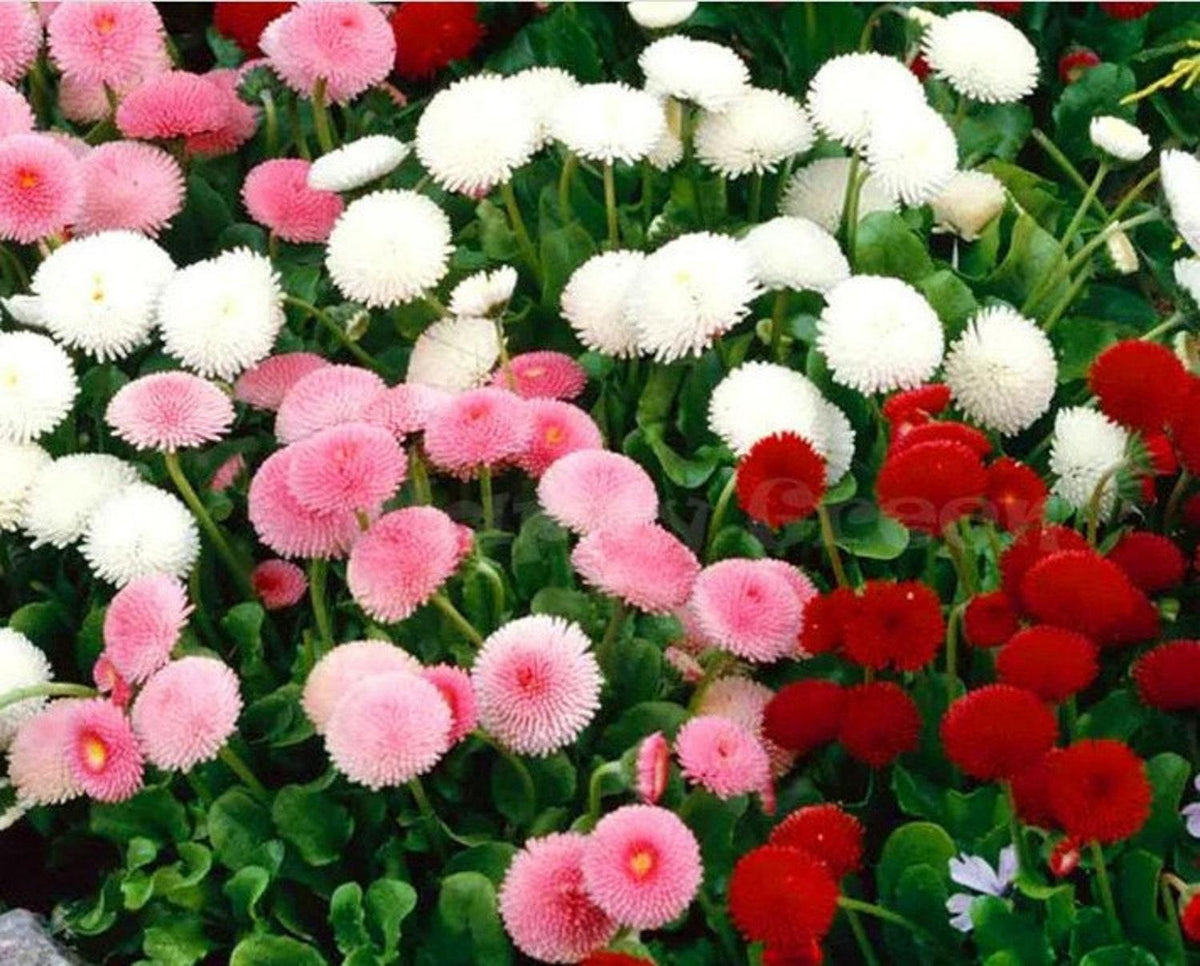 50+ Seeds Bellis Perennis Pomponette Colour Mix Mixed Flower English D ...