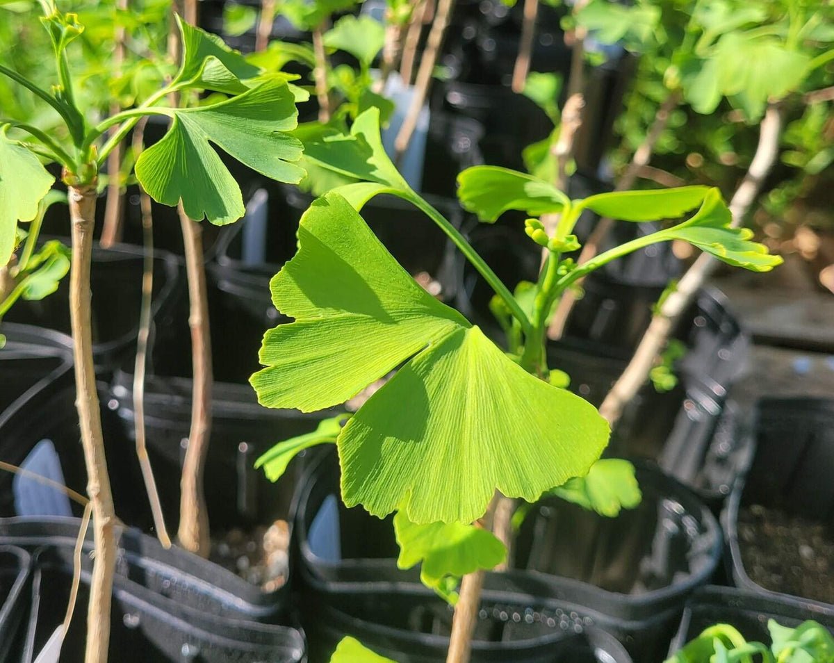Ginkgo Biloba Ginkgo Tree Maidenhair Tree Seeds Plant In X35+ Seeds Tr ...