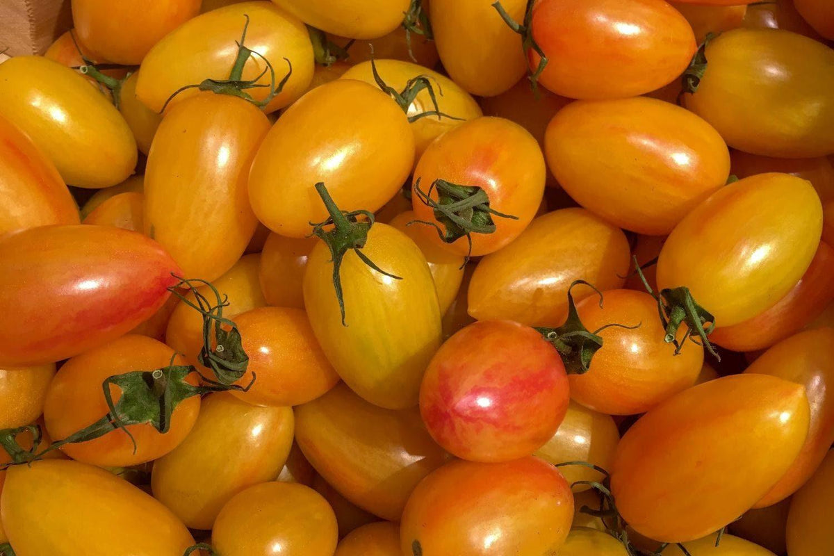 35+ Seeds For Planting Gardening Blush Tiger Tomato Grow This Fruit ...