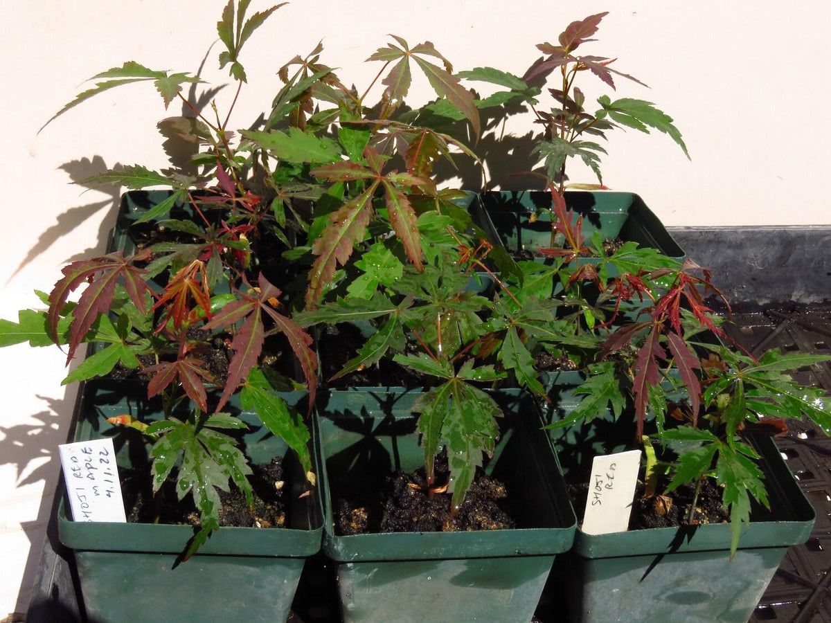 35+ Seeds Red Japanese Maple Tree Seedlings Bloodgood Cultivar Acer Pa ...