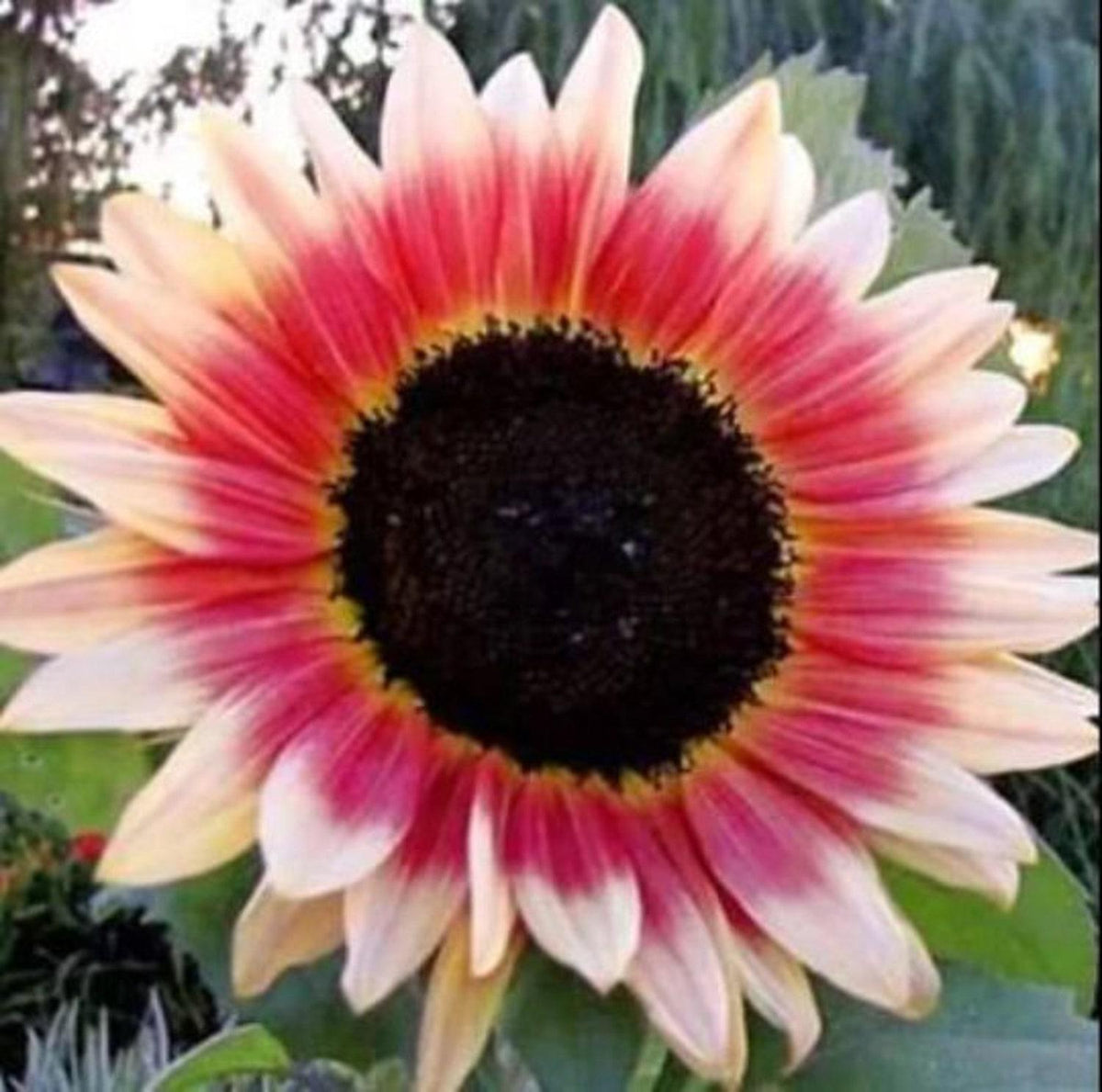 50+ Seeds Tricolor Gypsy Charmer Sunflower Seeds Plant Rare Flower - P ...