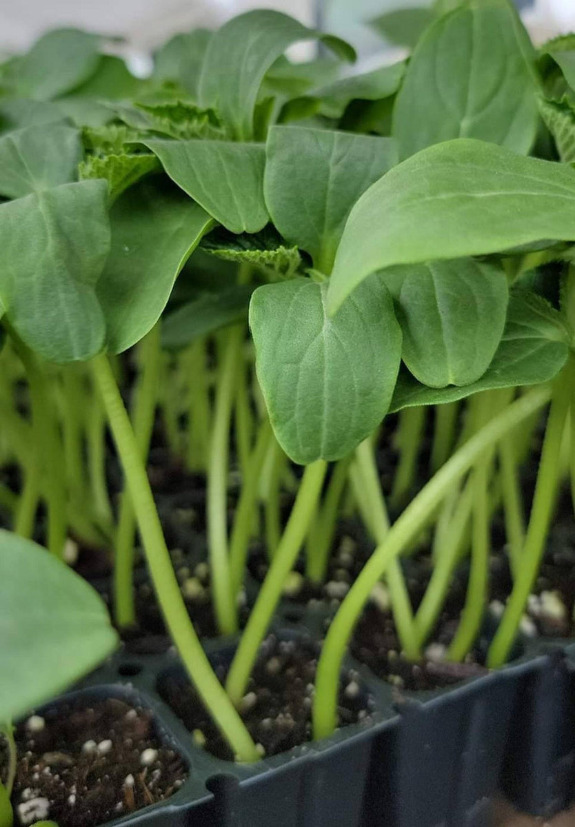 Hmong Cucumber, Dib Hmoob Starter Seeds Plants (35+ Seeds Seedlings ...
