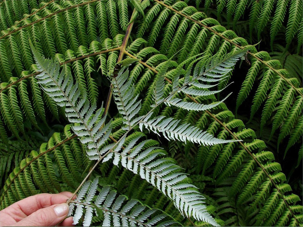100+ Seeds Spores Cyathea Dealbata, New Zealand Silver Tree Fern, Nz S ...