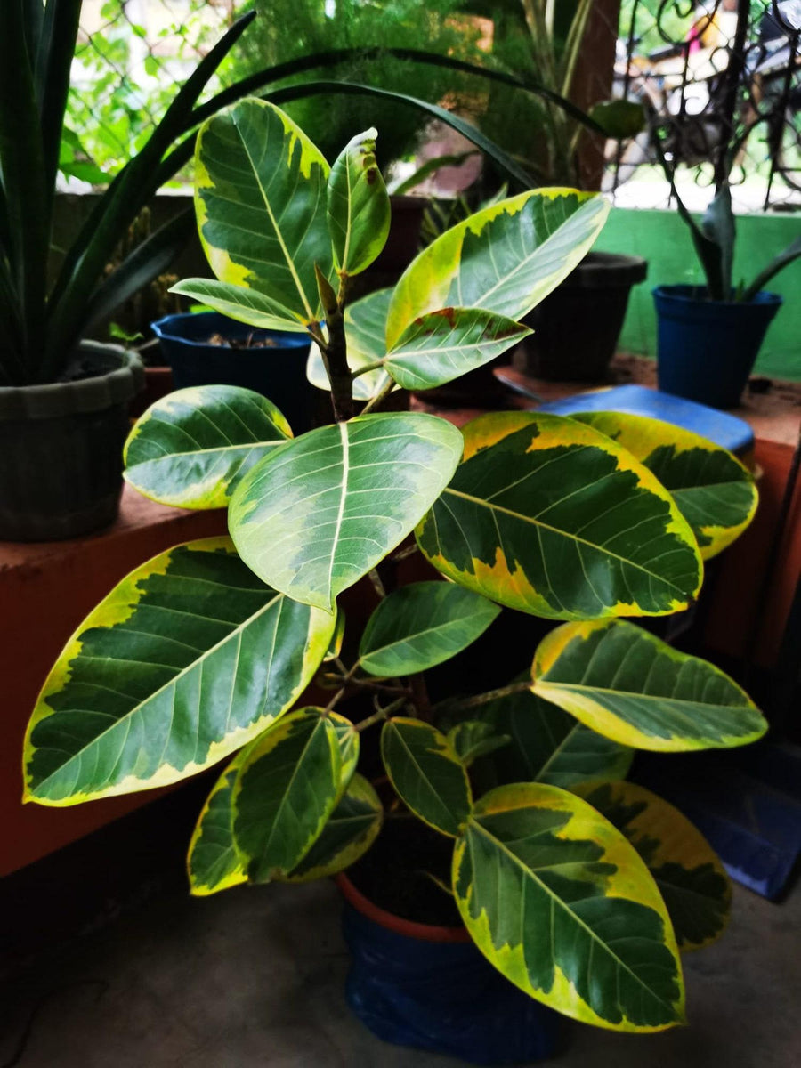 Ficus Altissima Yellow Gem Tree House Plants Rare Plant Indoor Plants ...