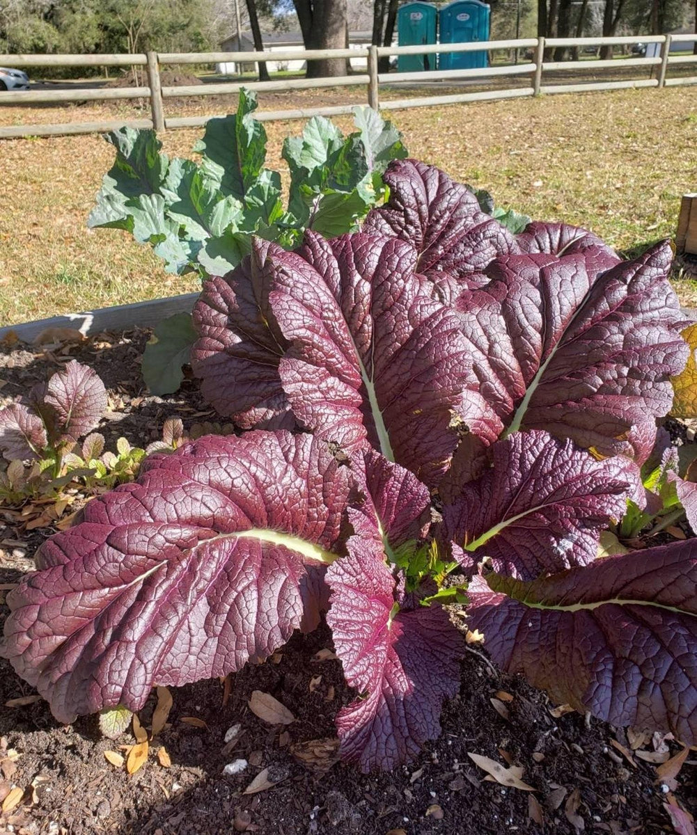 100+ Seeds For Planting Gardening Japanese Giant Red Mustard Greens Be ...