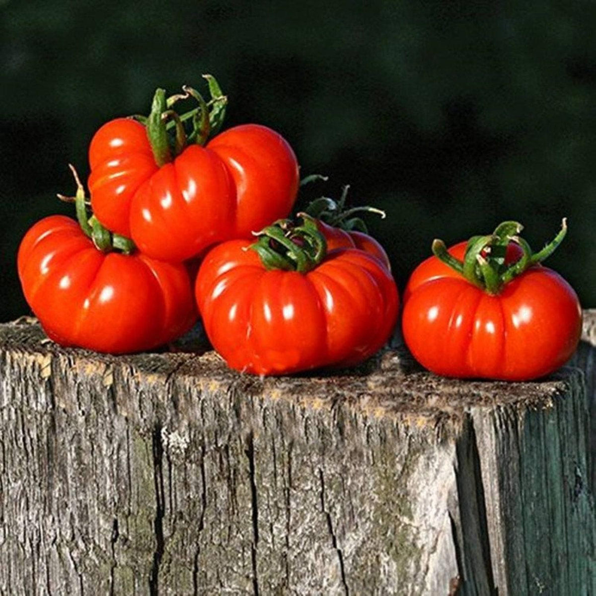 Tomato Pisanello Da Bruschetta Seeds For Planting 100+ Seeds - Perfect ...