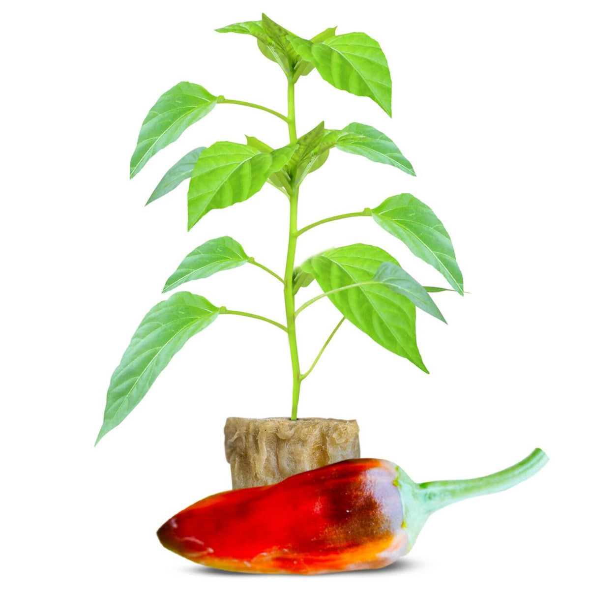 50+ Seeds Fish Pepper Plants Seeds Fish Pepper Seedlings - Perfect for ...