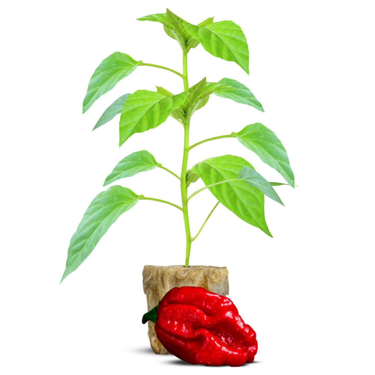 50+ Seeds Moruga Trinidad Scorpion Pepper Plants Seeds Superhot Scorpi ...