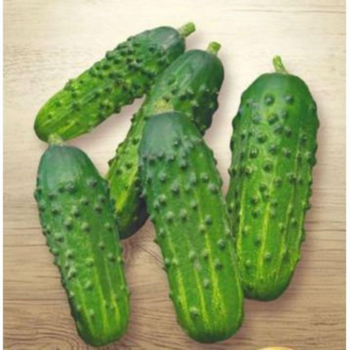 Cucumber Seeds Maxim F1 From Ukraine 50+ Seeds - Perfect for Planting ...