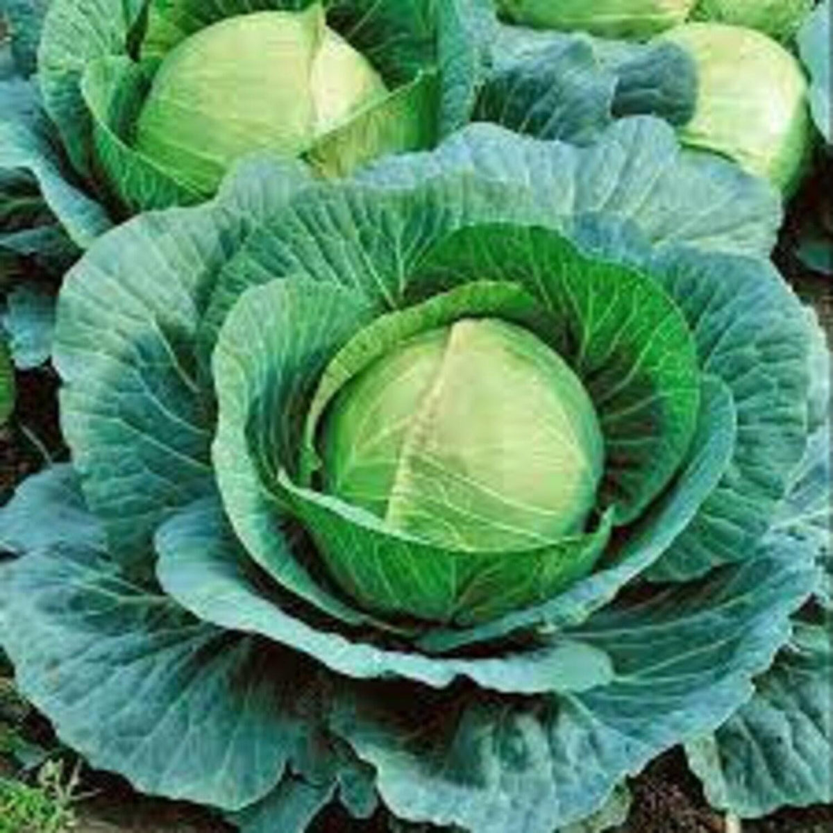 50+ Seeds Early Round Dutch Cabbage Seeds - Perfect for Planting and G ...