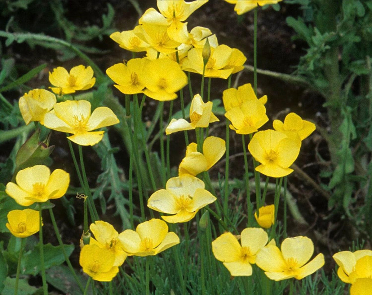 California Seeds, Dwarf Yellow California Poppies, ,100+ Seeds Flower ...