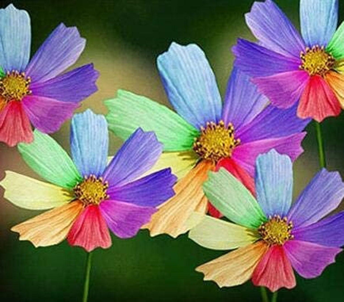Amazing Rainbow Coreopsis, 50+ Seeds, Rare Cosmos Chrysanthemum Home G ...