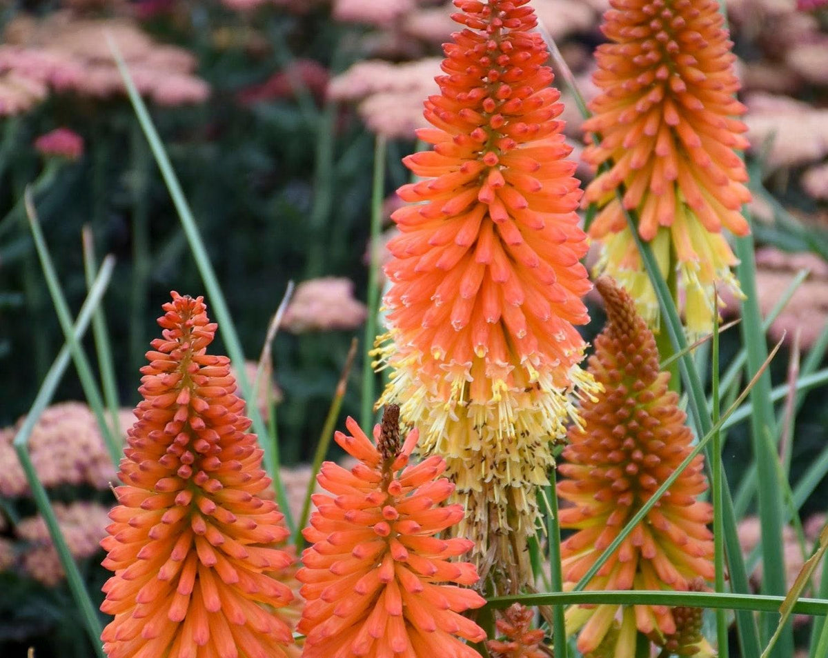 Red Hot Firepoker Kniphofia Backdraft Dramatic Easy To Grow 35+ Seeds ...