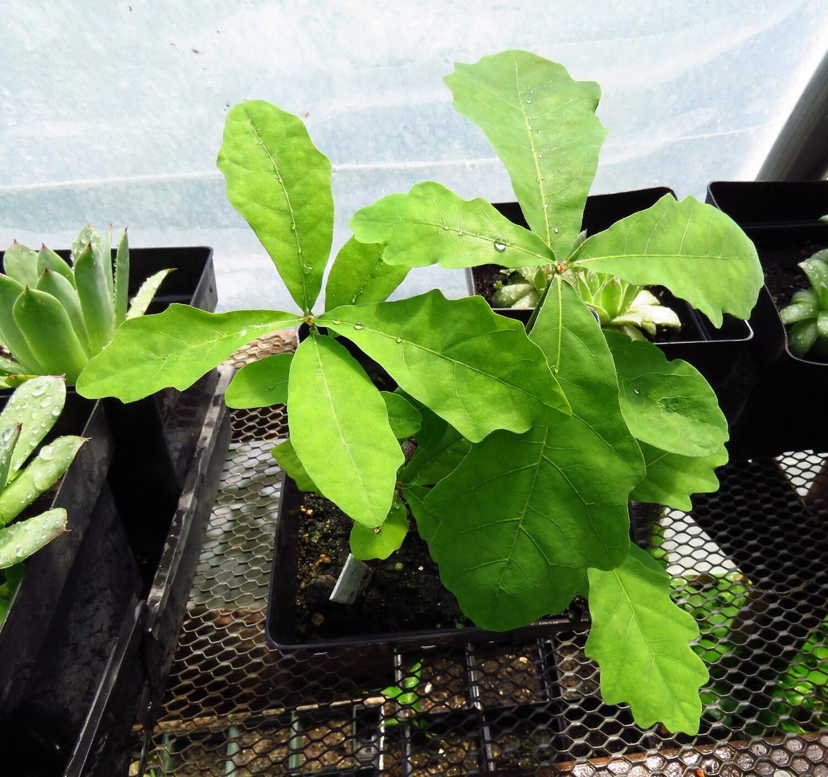 35+ Seeds White Oak Seedling Trees Quercus Alba Native Hardwood Seeds ...