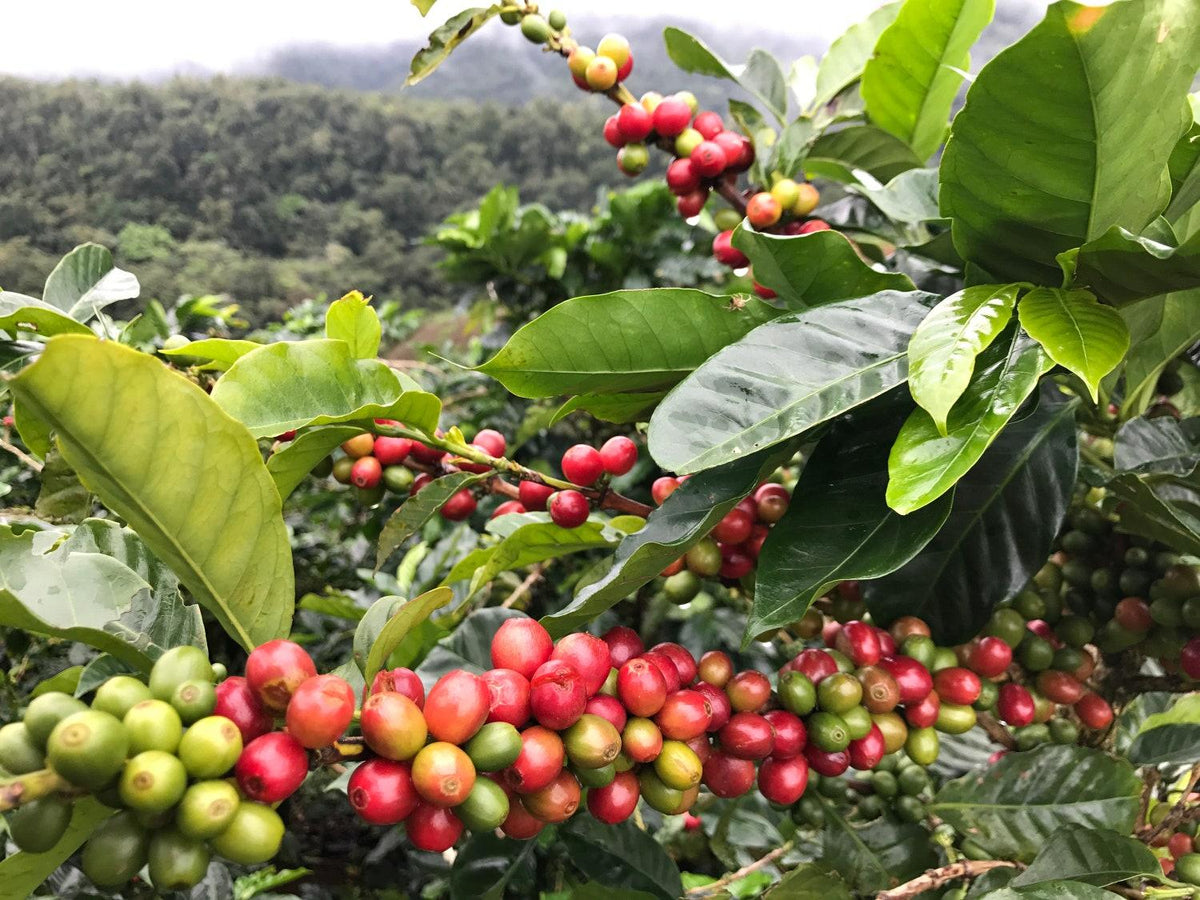 Coffea Arabica Geisha Geisha Coffee 35+ Seeds - Perfect for Planting a ...