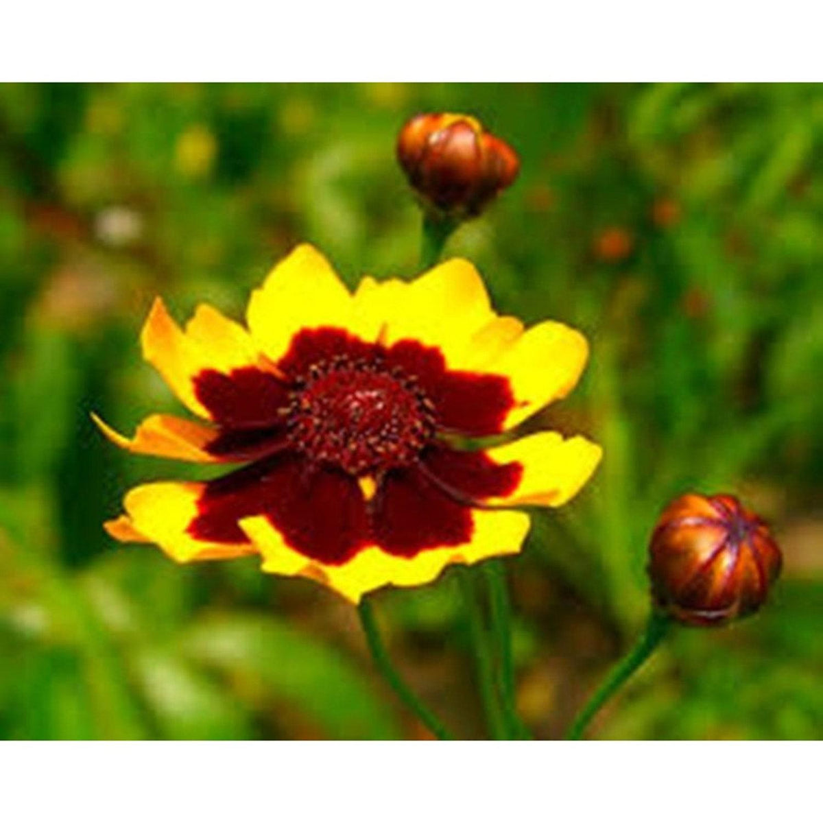 Plains Coreopsis Seeds Annual Flowering For Planting 100+ Seeds - Perf ...
