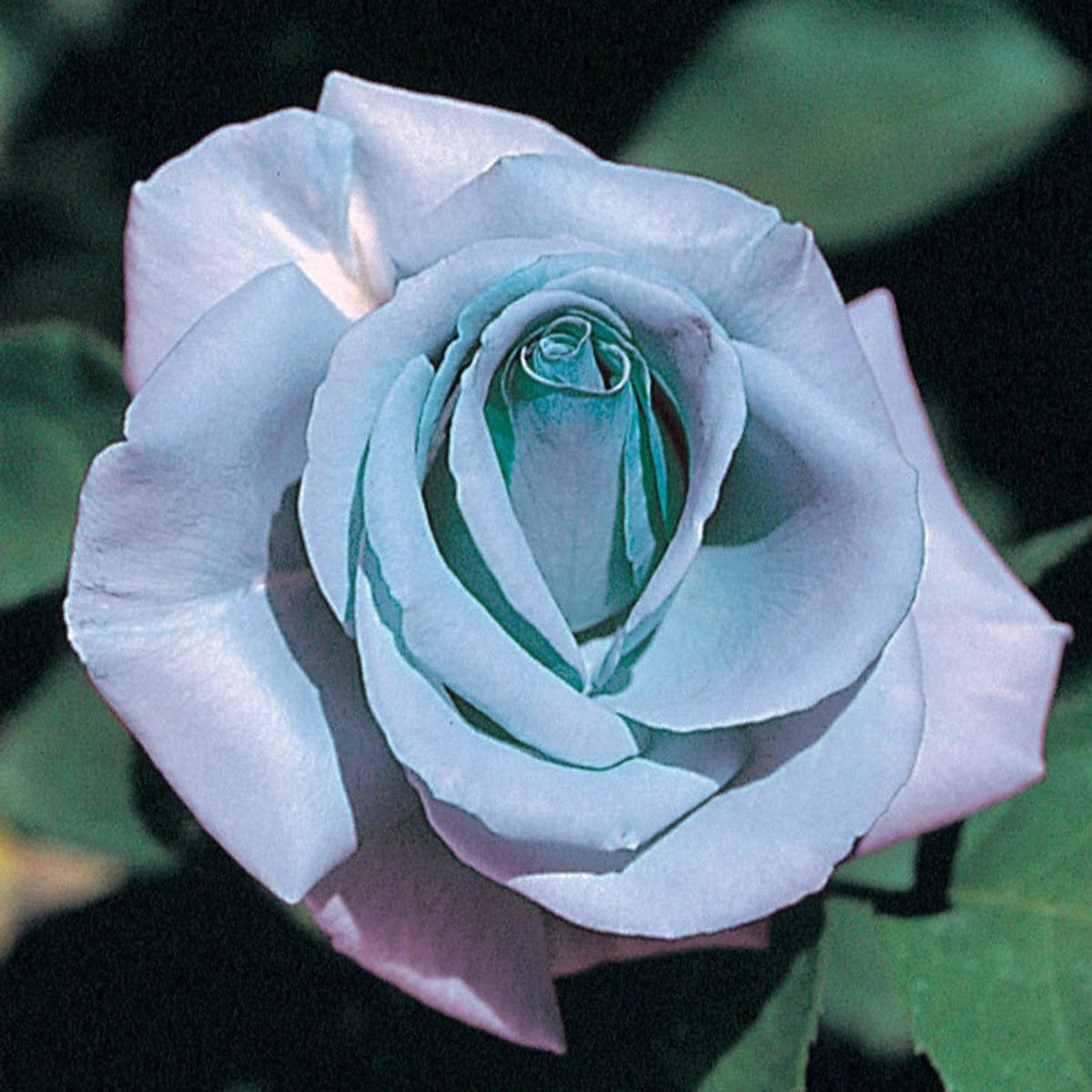 50+ Seeds Hybrid Tea Blue Girl Rose Bush Seeds - Perfect for Planting ...