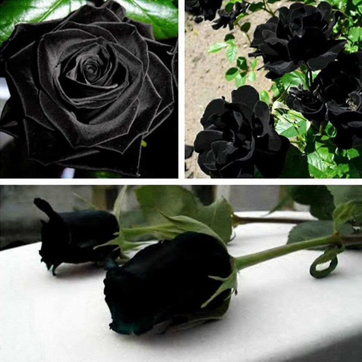 50+ Seeds Black Rose Bush Seeds - Perfect for Planting and Gifting ...