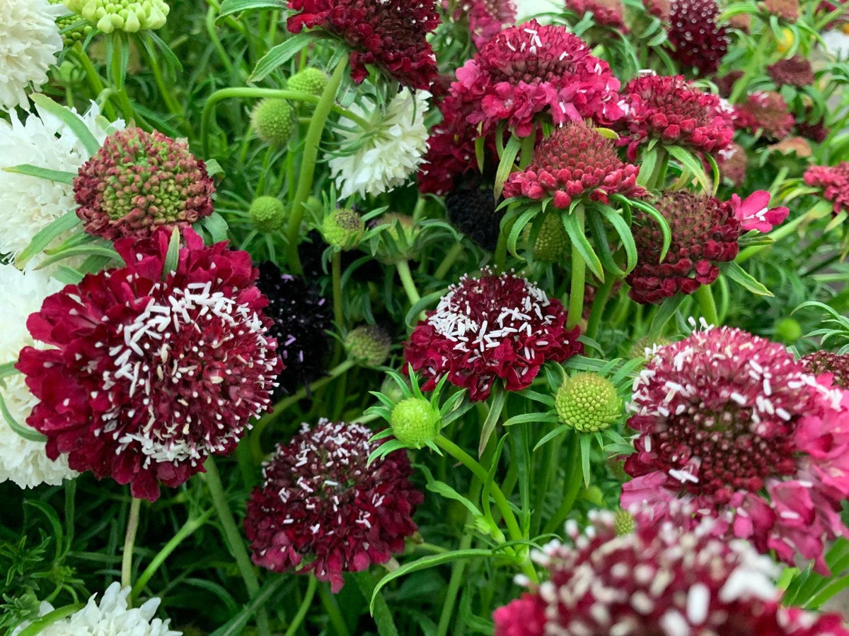 Fire King Scabiosa Seeds, Scarlet Pincushion Flower, Mourning Bride, 5 ...
