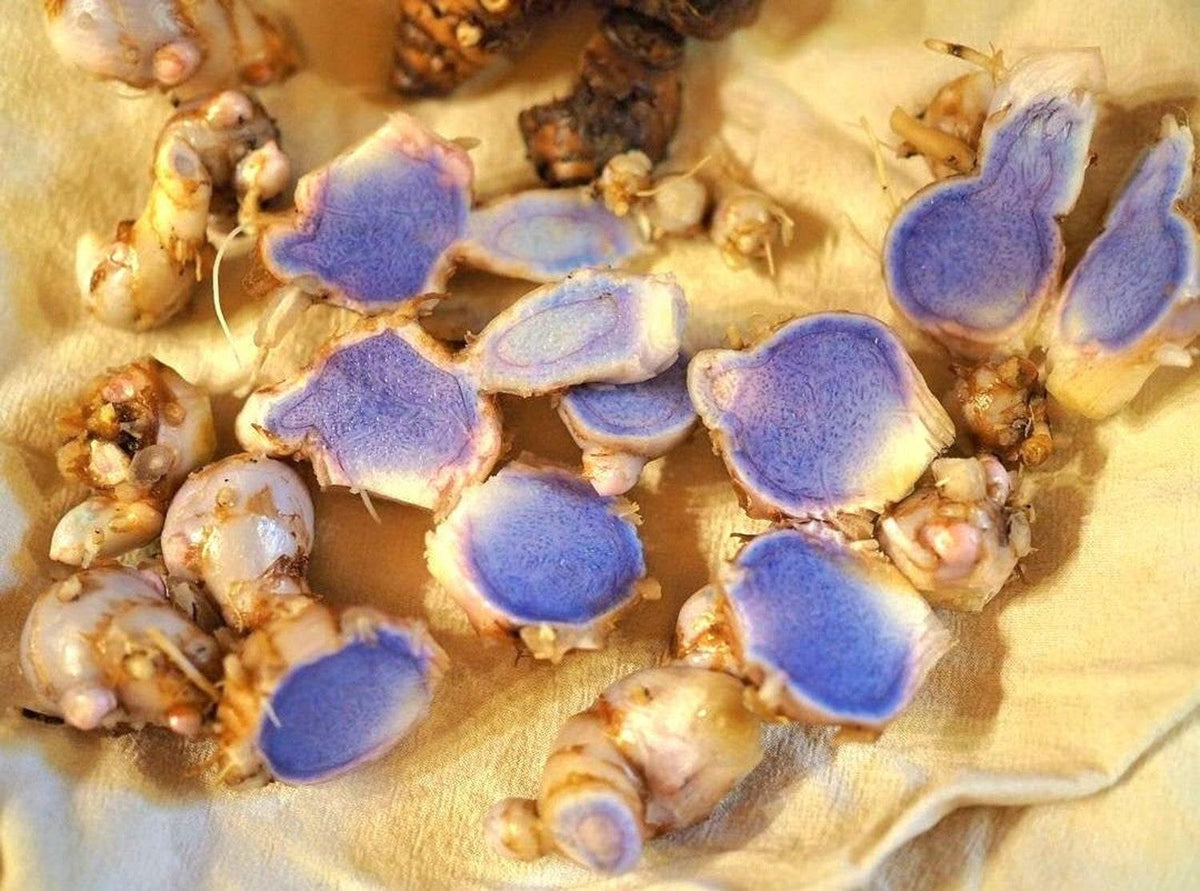 35+ Seeds Blue Turmeric Plant (young Plant) Grow Your Own Herb Garden ...