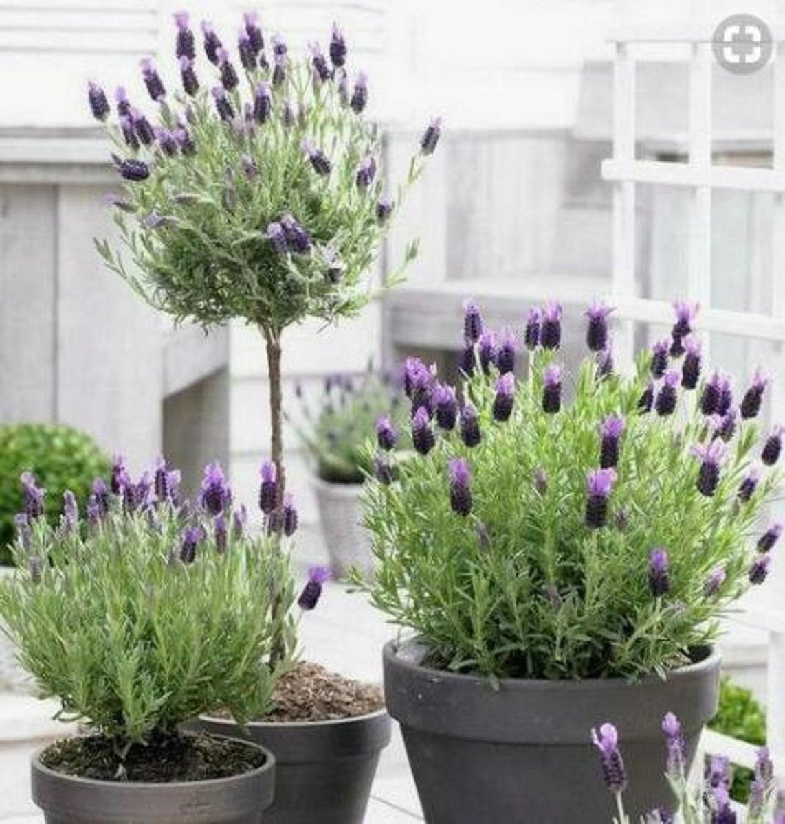 Lavandula Pedunculata Seeds Lavender Butterfly, Papillon Lavandula, Al ...