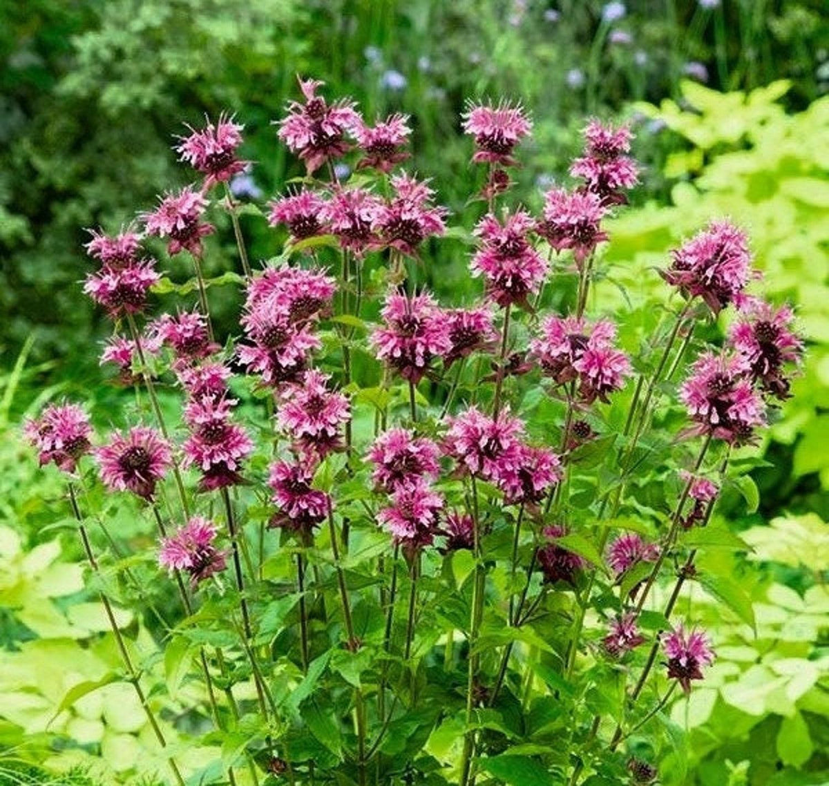 Monarda Citriodora Lemon Mint 50+ Seeds - Perfect for Planting and Gif ...