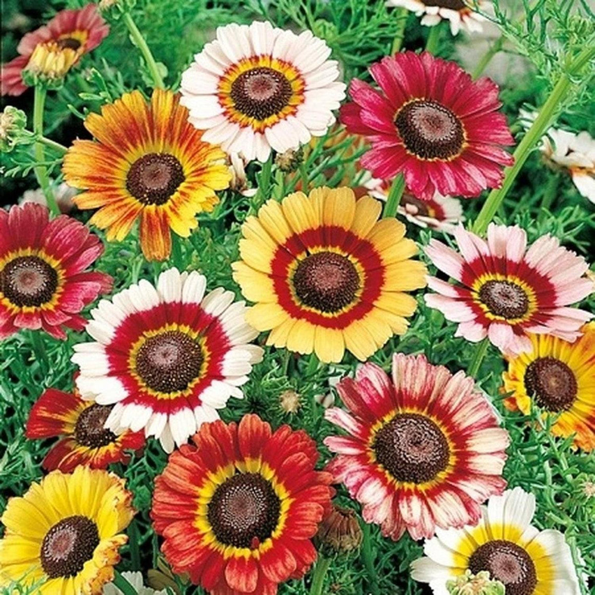 100+ Seeds Painted Daisy Seeds Pollinator Butterfly Wildflower Flower ...