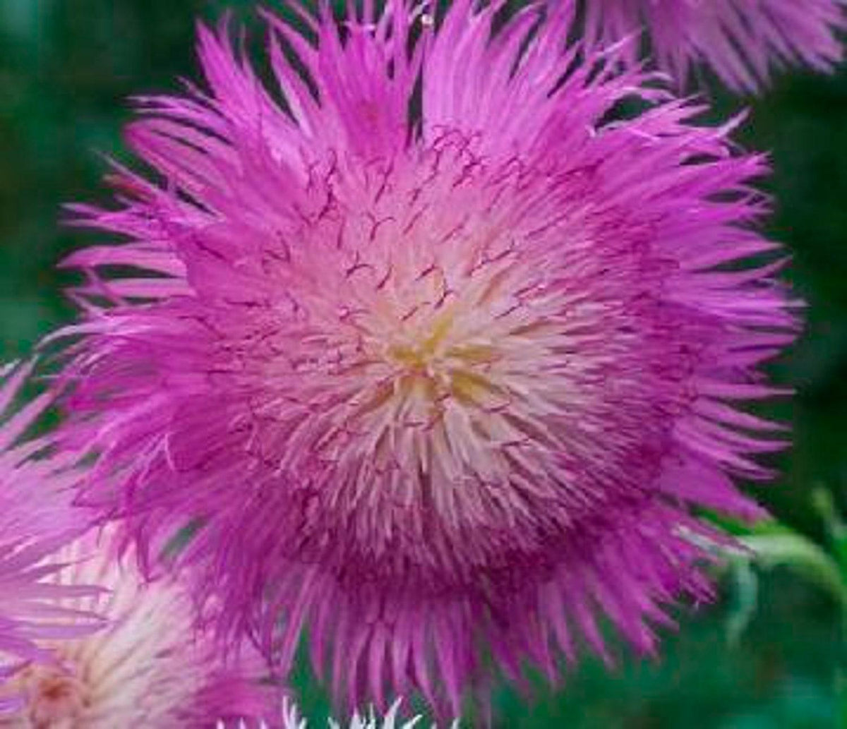 50+ Seeds Purple Aurea Imperialis Seeds, Sweet Sultan - Perfect for Pl ...